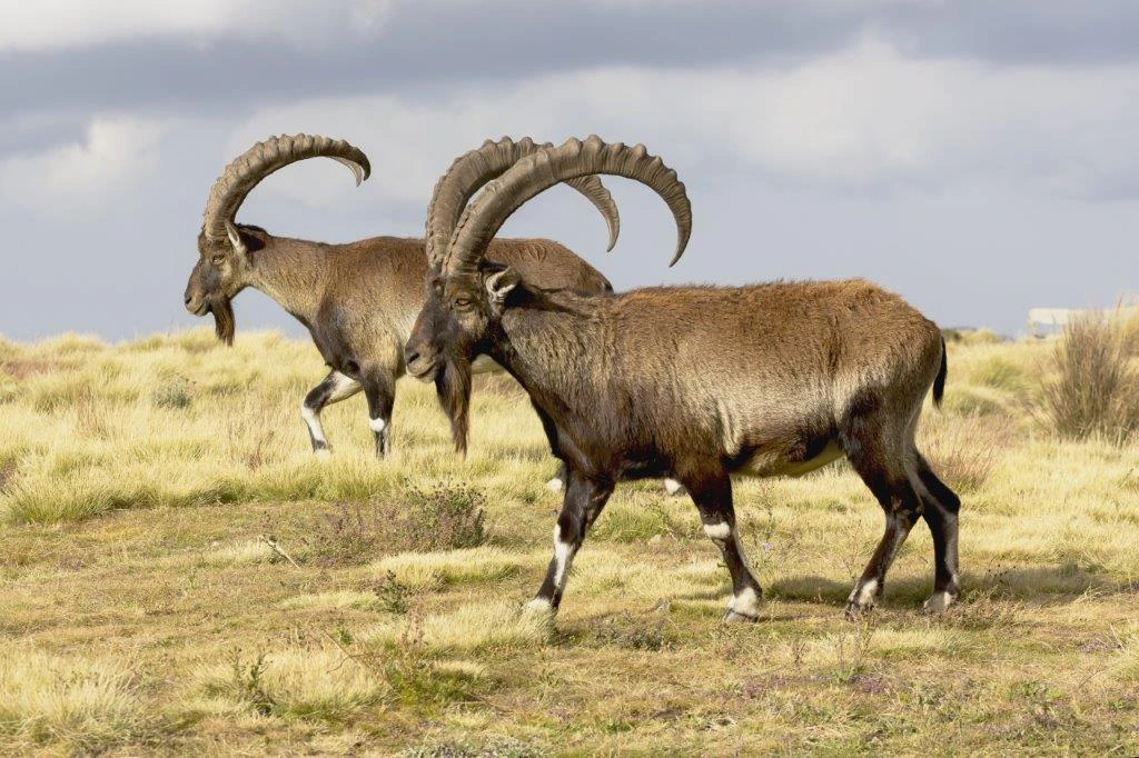 Walia Ibex | Brilliant Ethiopia