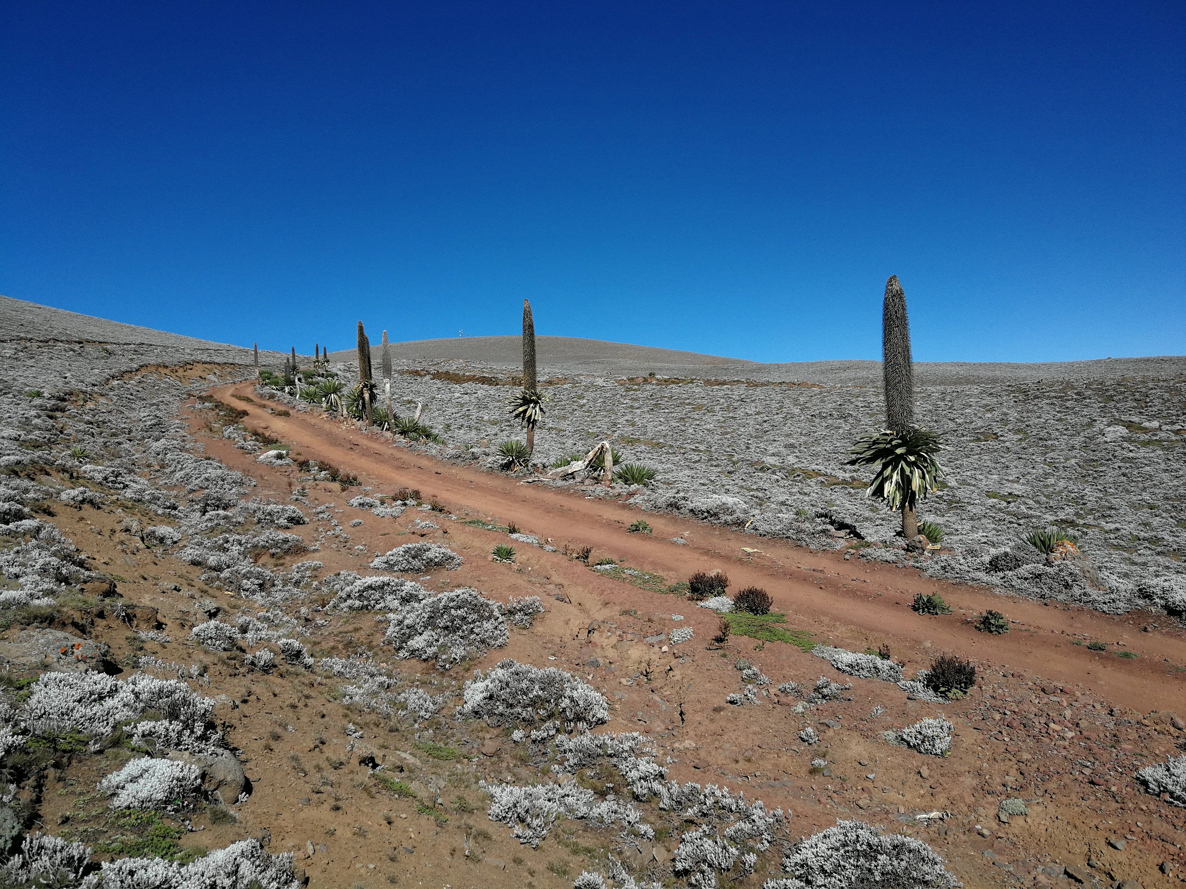 Top 10 reasons to visit the Bale Mountains | Brilliant Ethiopia