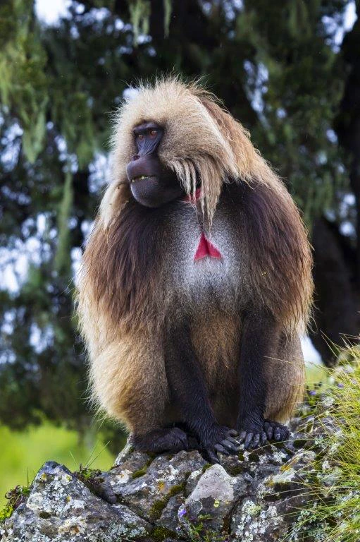 Simien Mountains Tours | Brilliant Ethiopia
